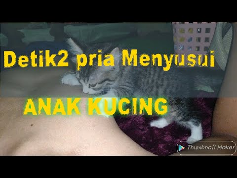 PRIA INI MENYUSUI ANAK KUCING YANG KEHILANGAN IBUNYA