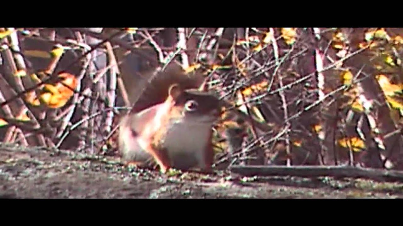 Red Squirrel In Warren, Vermont - YouTube