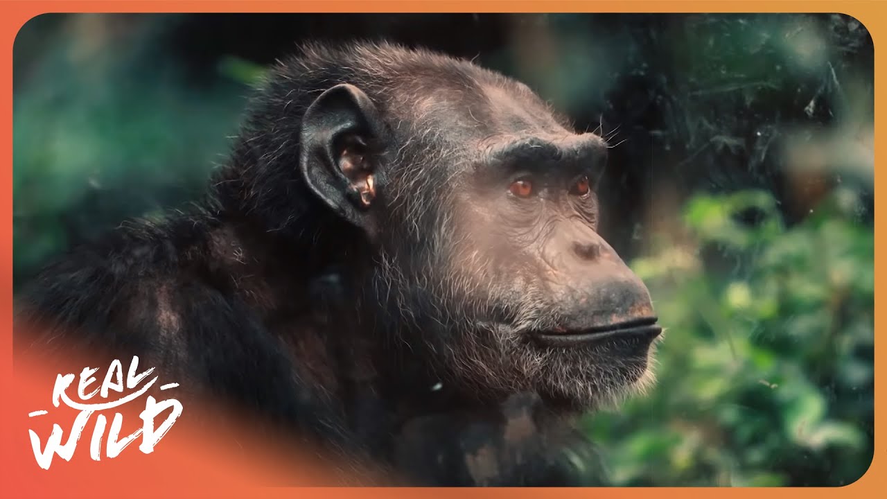 THE GREAT APES | Life In The Animal Kingdom: Series 2 Episode 1 | 4K ...