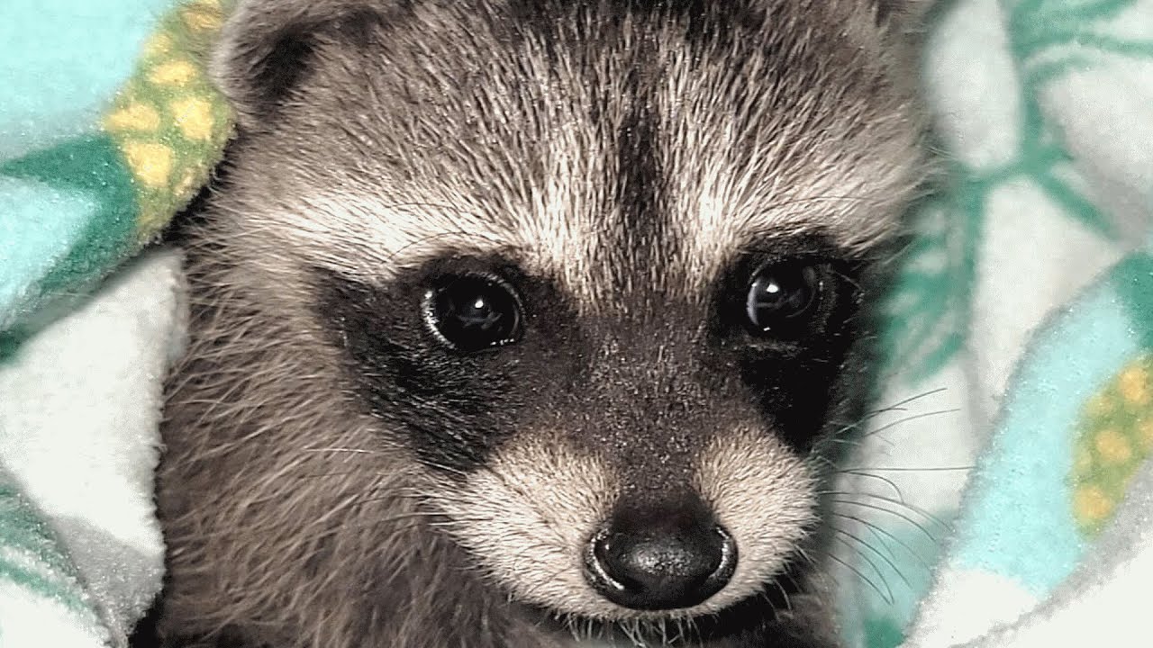 Raccoon separated from mother now lives with humans - YouTube