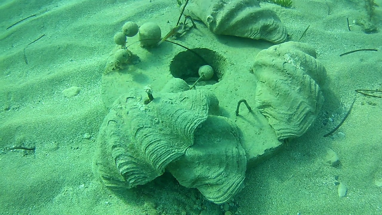 paphos cyprus mpania sea underwater shells view - YouTube