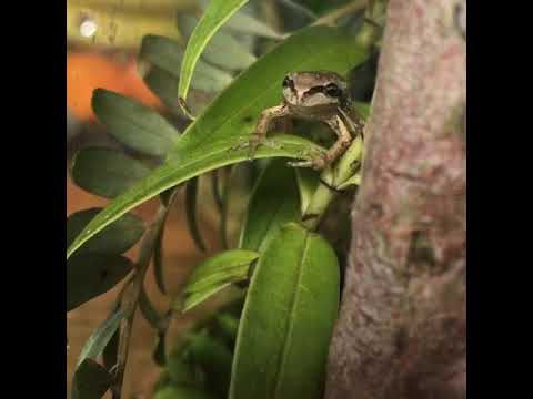 Frog yawn - YouTube