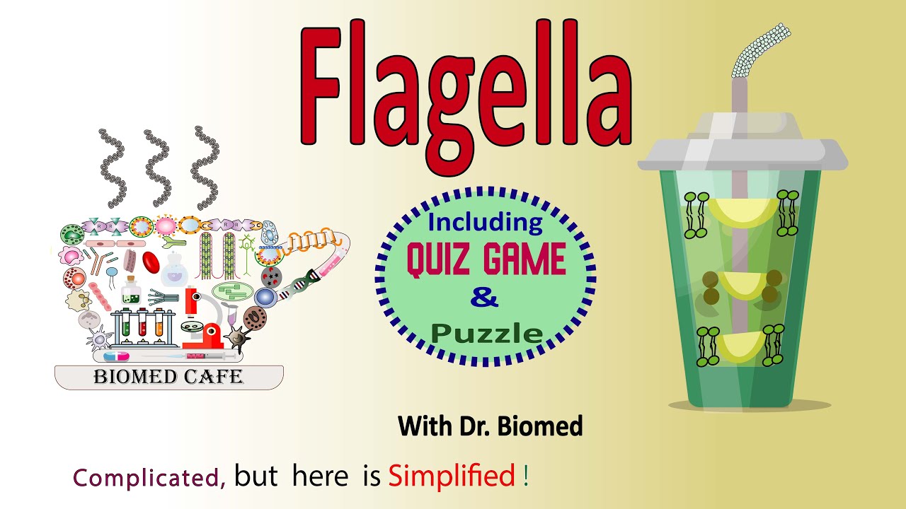 Flagella: Structure, Movement and Function - YouTube