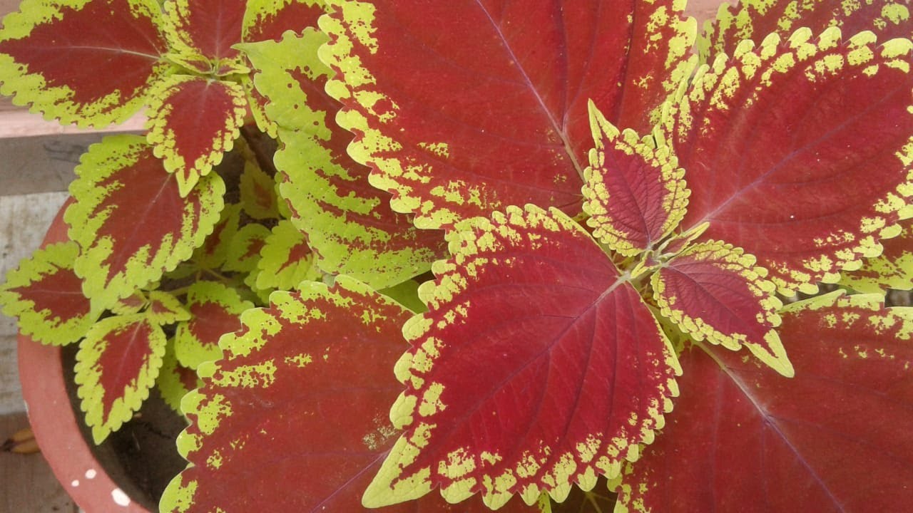beautiful red n green fancy plant - YouTube