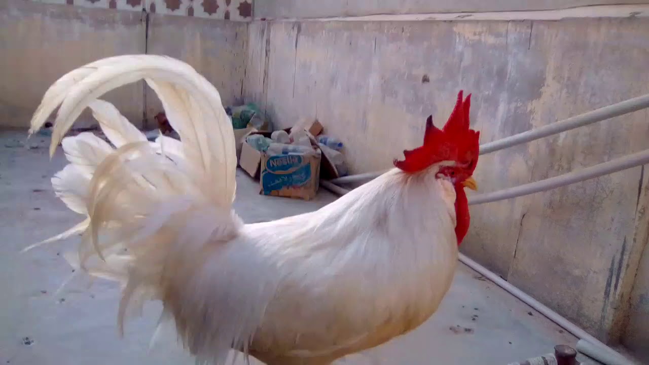 My Murga Farm - YouTube