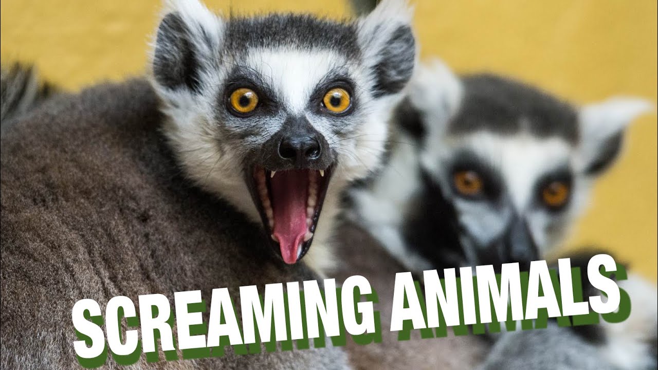 SCREAMING ANIMALS - YouTube