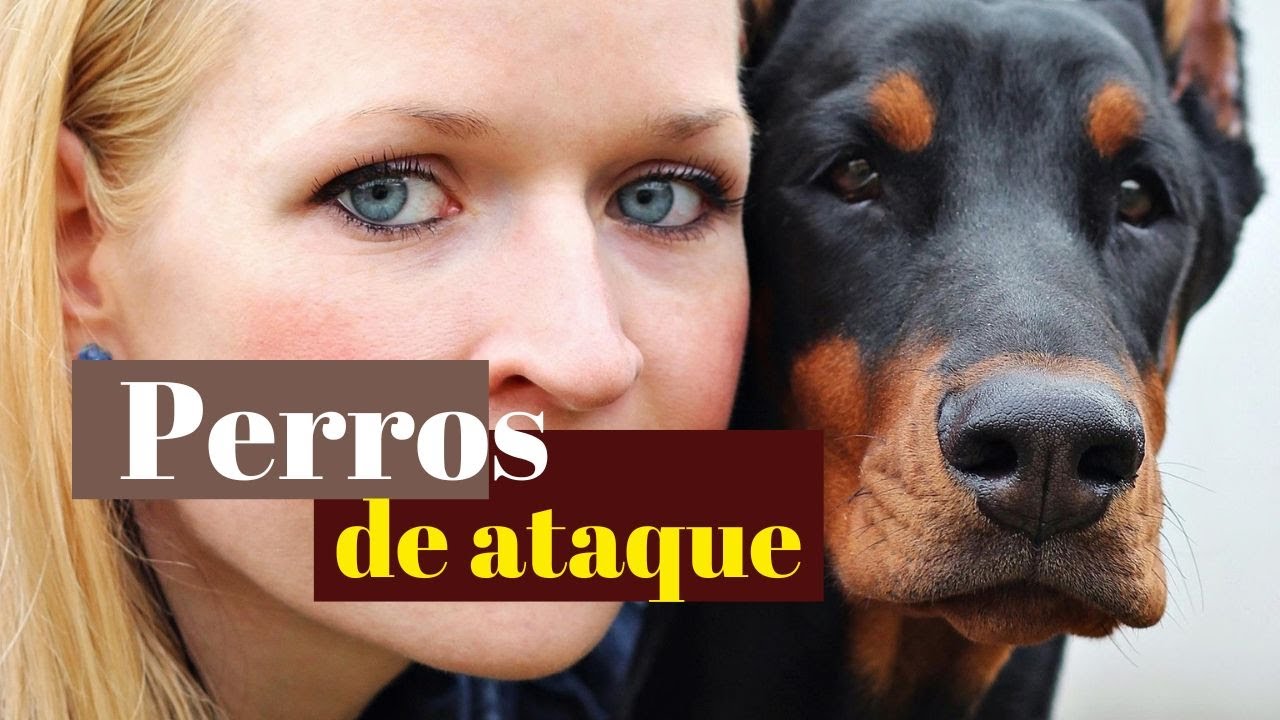Perros de ataque - YouTube