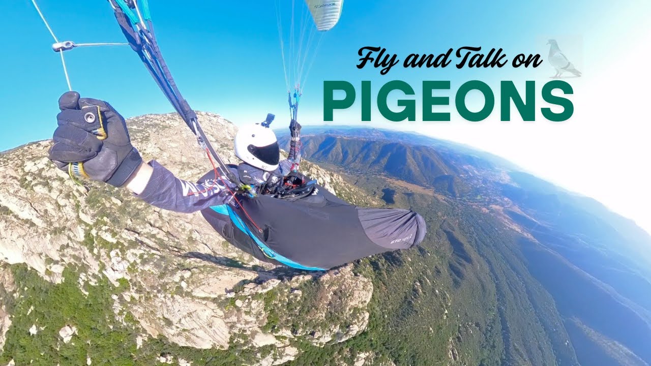 Pigeons are super cool birds! - YouTube
