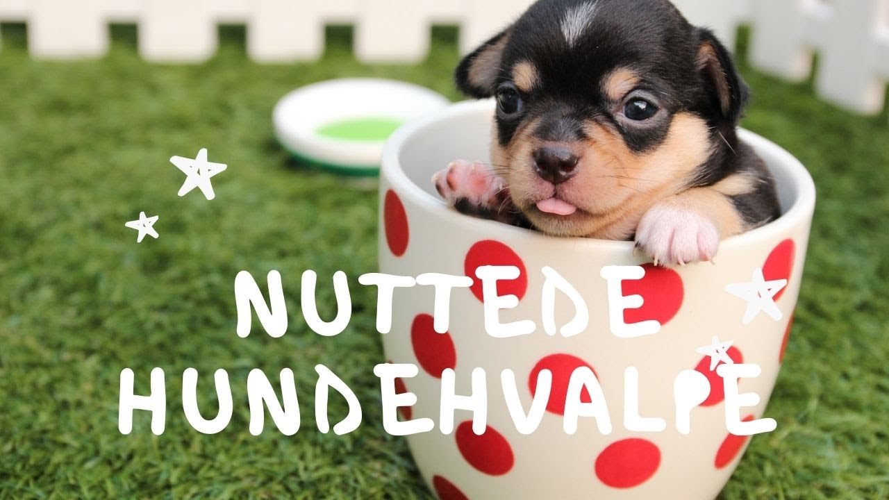 Baby Hundehvalpe - Søde og Sjove Hunde Videoer - YouTube