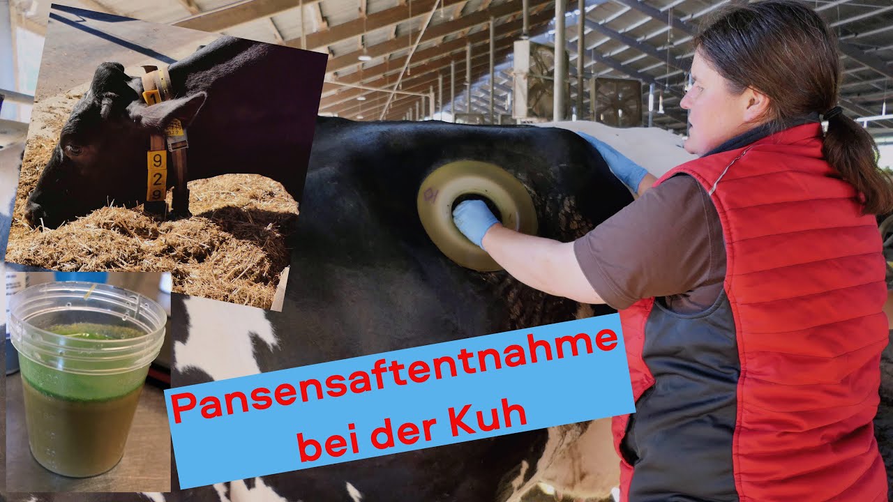 Pansenfistel zu Forschungszwecken: Was bedeutet das für die Kuh und wie ...