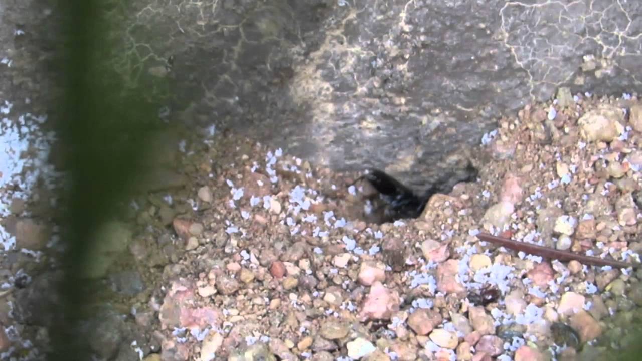 Spider Wasp Digging Burrow - YouTube