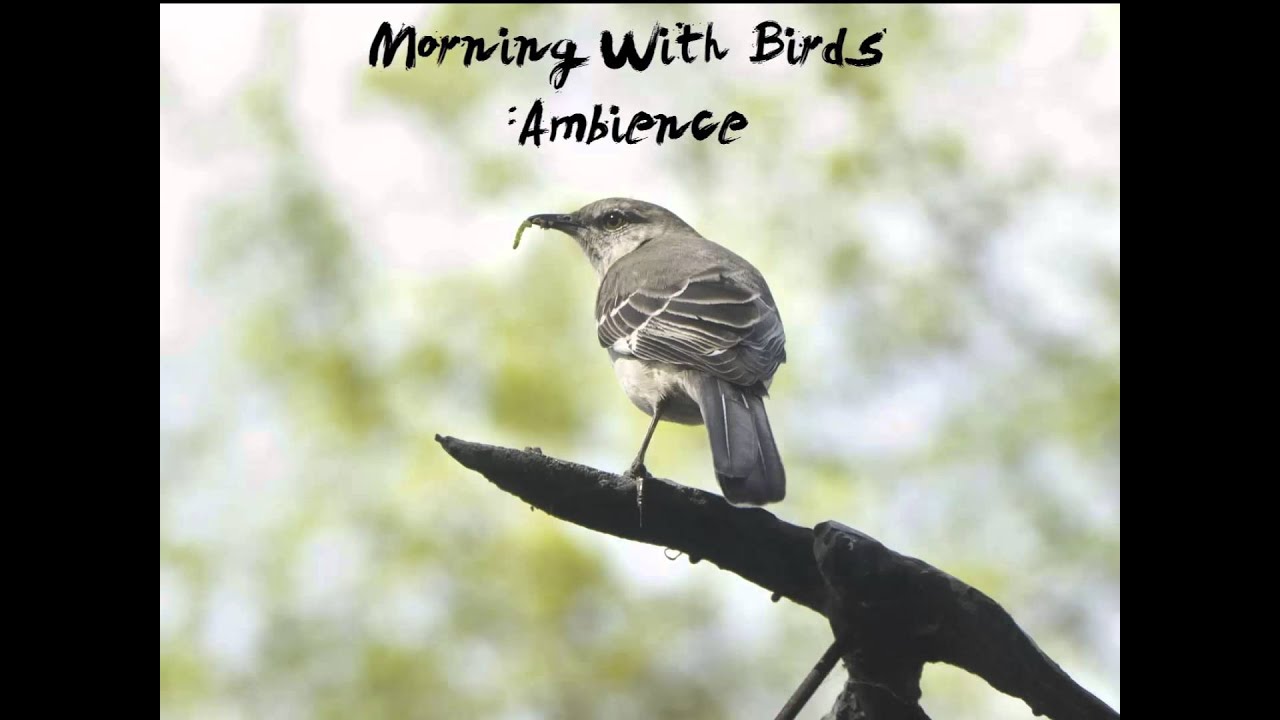 MorninG With Birds : Ambience |SoundEffect 1080p HD - YouTube