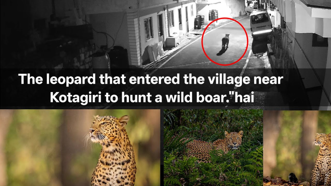 The leopard that entered the village near Kotagiri to hunt a wild boar ...