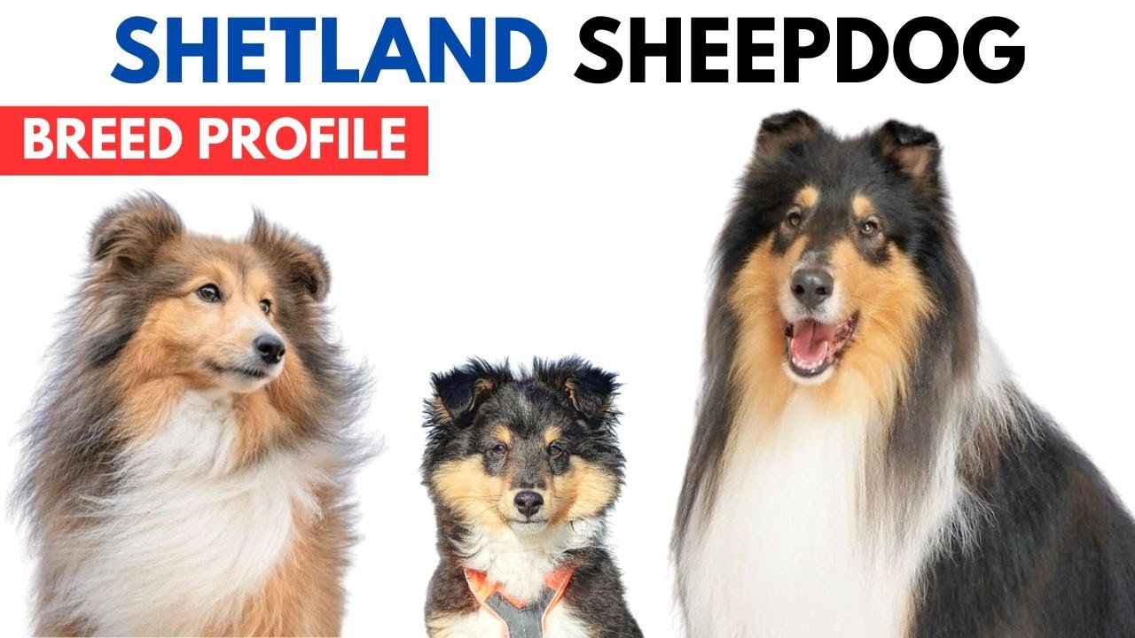 Shetland Sheepdog Breed Profile History - Price - Traits - Shetland ...