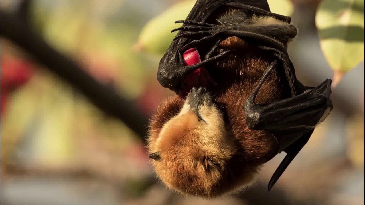 Help save one of the most endangered bats in the world - YouTube