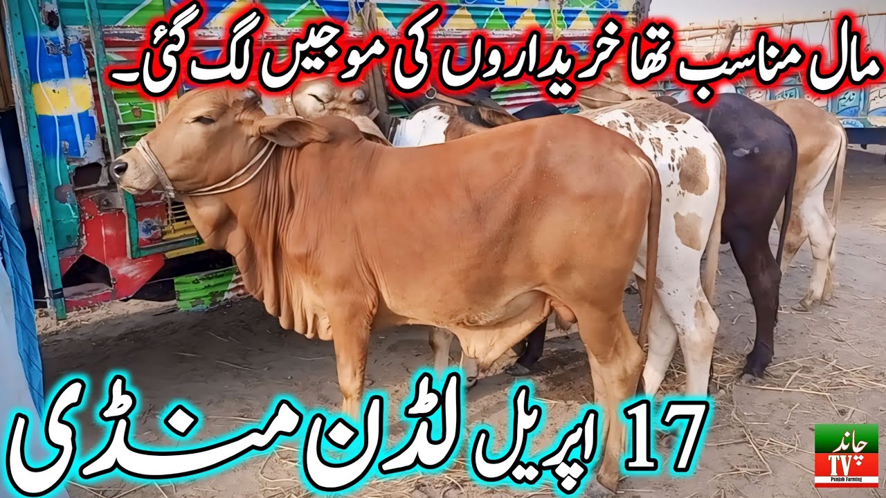 Luddan Cow Mandi Today Latest Update 17-04-2024 - Cow Mandi 2024 ...