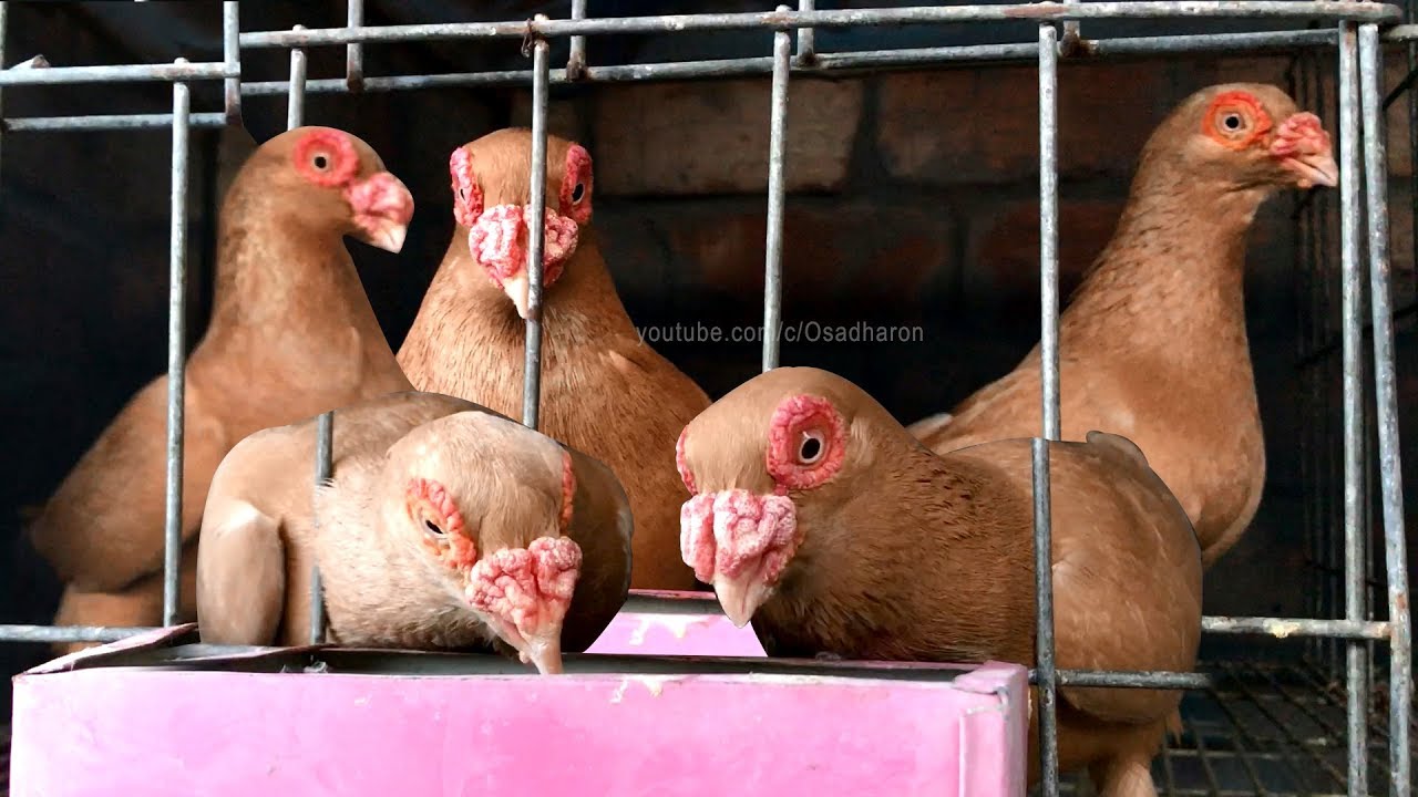 💖 Beautiful Barb Rare Breed Pigeon 💖 - YouTube