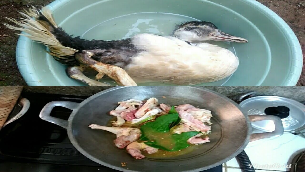 Masak Daging Entok Muda Empuk - YouTube