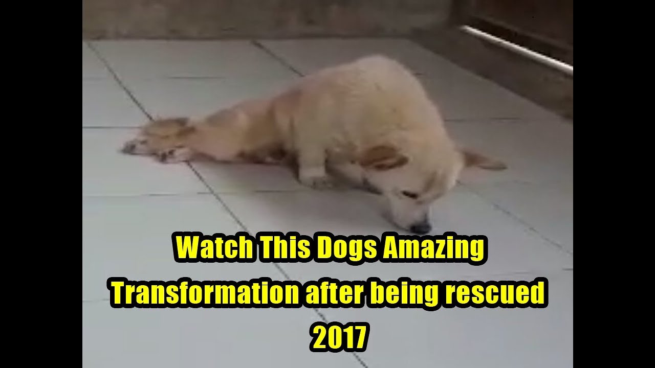Watch This Dogs Amazing Transformation after being rescued - YouTube