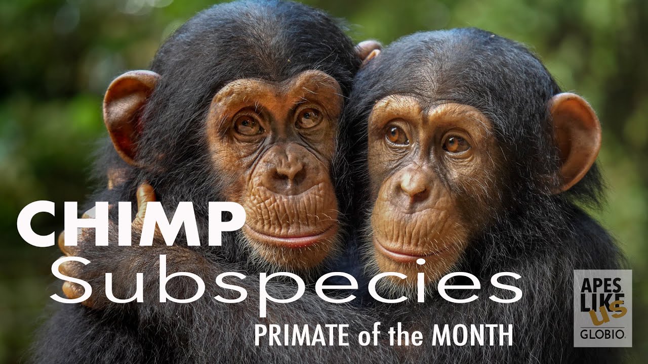 CHIMPANZEE Subspecies: PRIMATE of the MONTH - YouTube