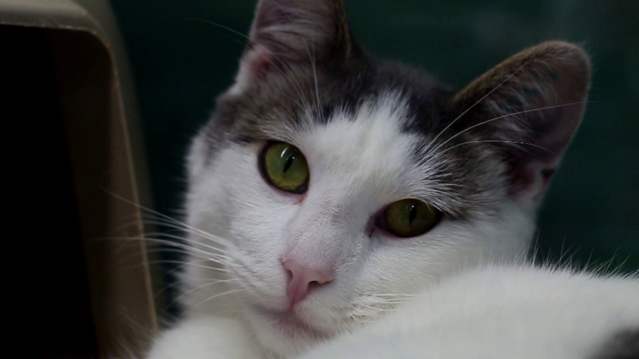 Pisces How To: Adopting a Cat! - YouTube