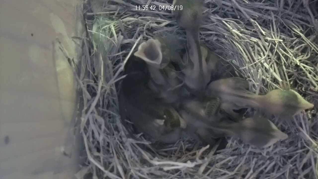 Florida Bluebird Society Live Stream - YouTube