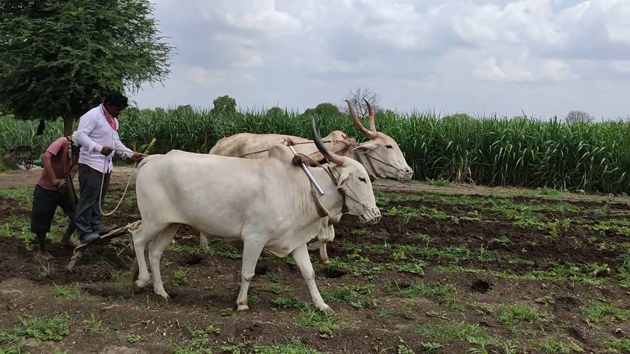 Khillar bail testing - YouTube