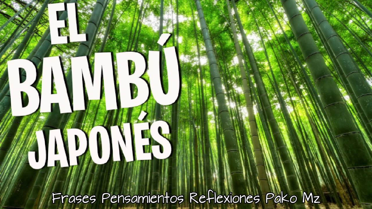 El Bambú Japonés | Frases Pensamientos Y Reflexiones Pako Mz #72 - YouTube
