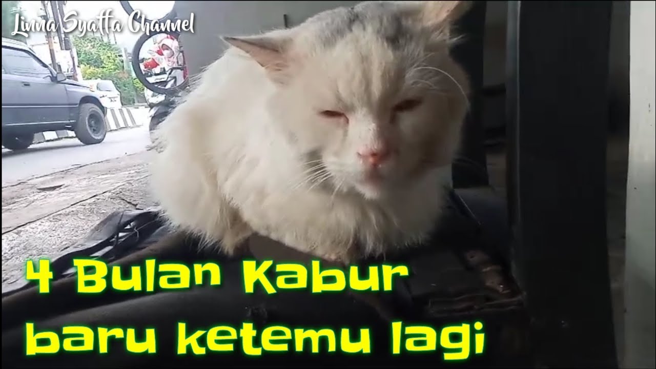 Kucing Hilang 4 Bulan - YouTube