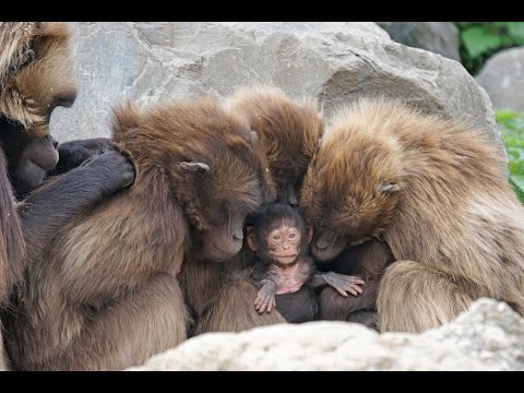 Monkeys  _  Sound