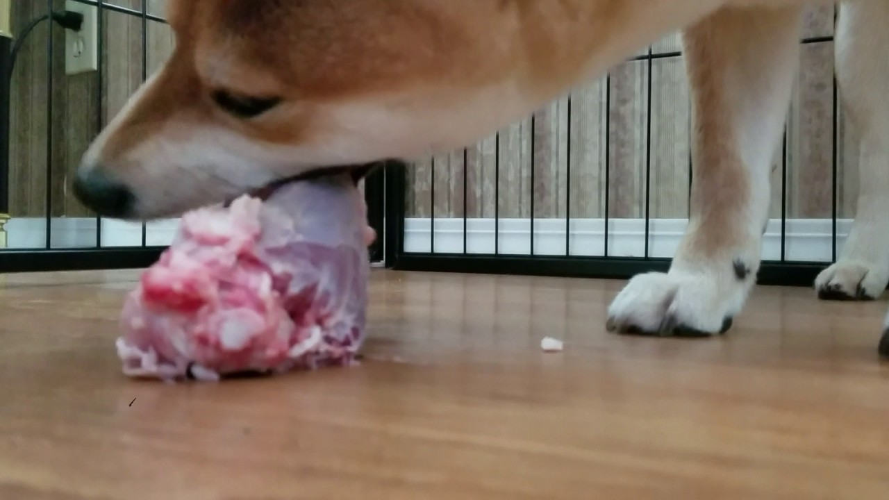 Shiba eating raw meaty lamb bone. - YouTube