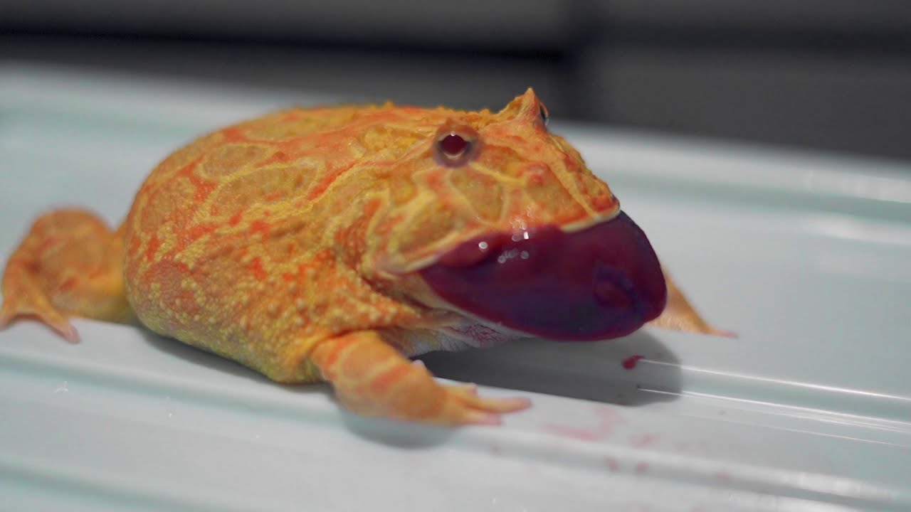 Pacman Frog, Feeding Time!! - YouTube