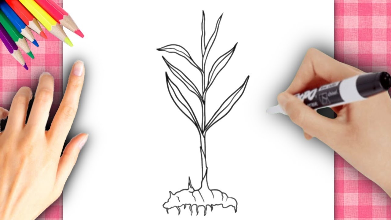 Comment dessiner une plante sur terre? - YouTube