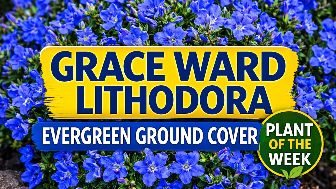 Grace Ward Lithodora – Evergreen Ground Cover With Stunning Blue ...