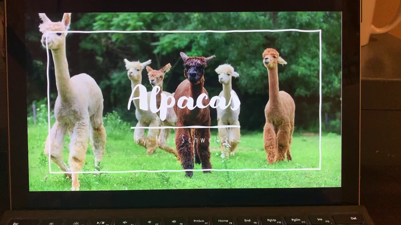 Animal Research Project PowerPoint Example - YouTube