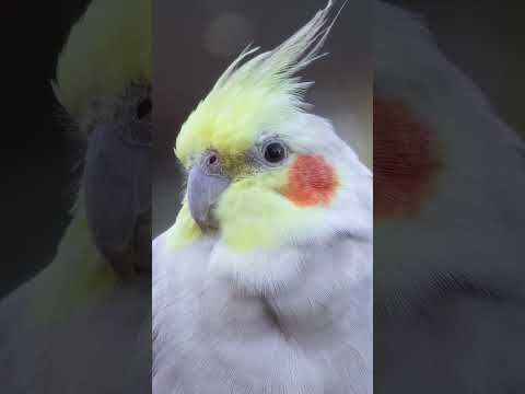 Ave Cachetes Rojos: Especie De Loro Admirada | Loros Y Guacamayos