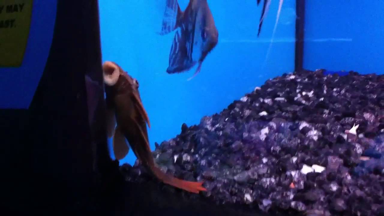 Blue eyed red finned Pleco - YouTube