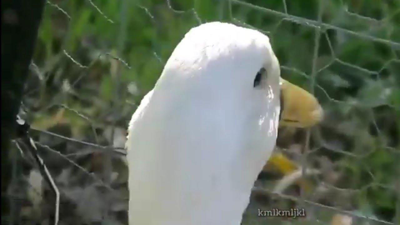 100% Duck - YouTube
