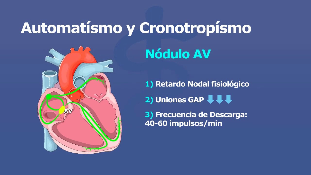 Propiedades del Corazón - Cronotropismo y Dromotropismo - YouTube