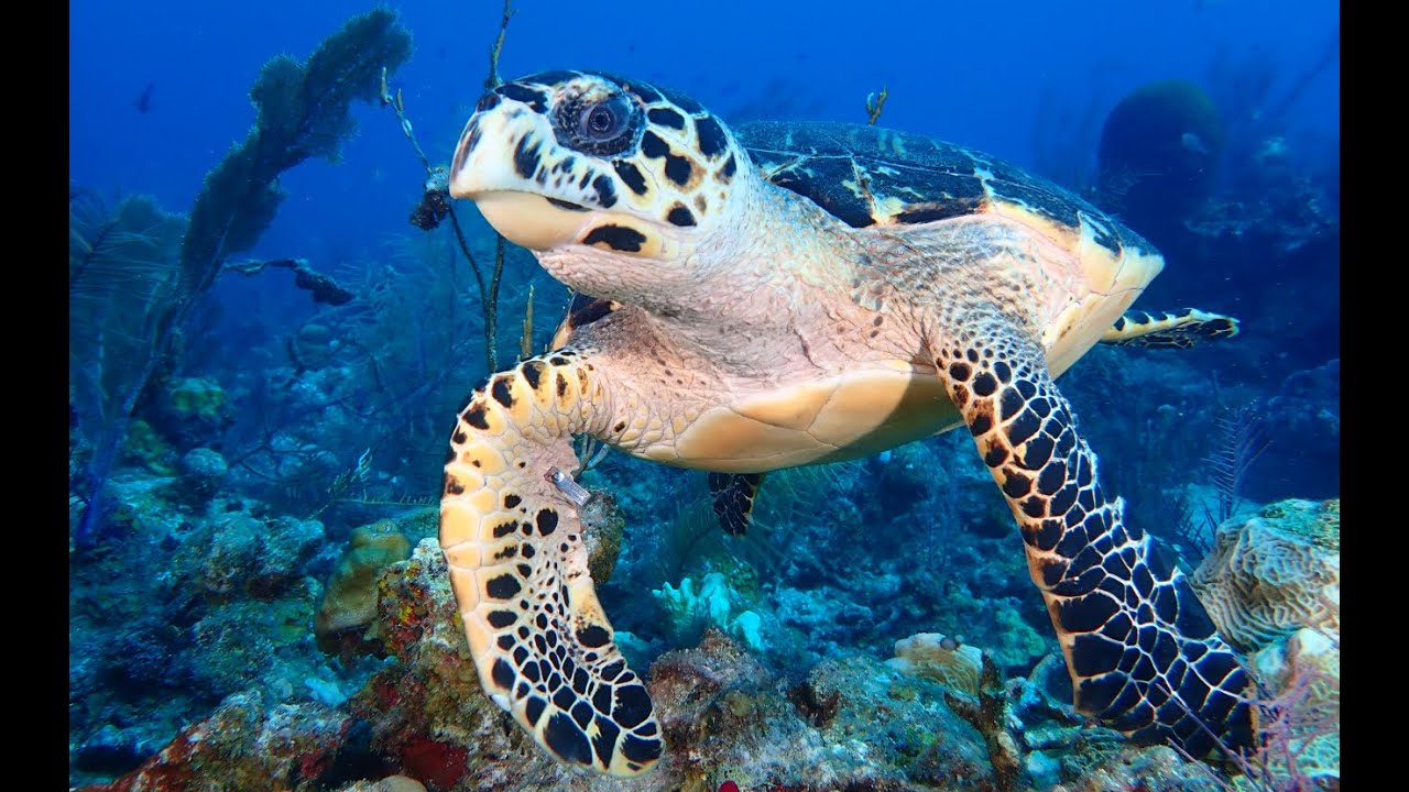 Scuba on Belize Aggressor IV Liveaboard May 8 - 15, 2021 - YouTube