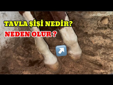 Atların Tendonları Neden Şişer? Çözüm Yolları!