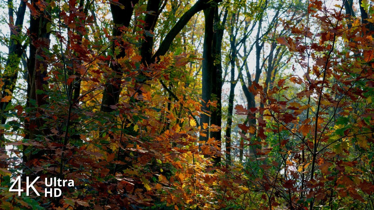 Beautiful Autumn Colors 🍁 With wonderful Relaxing Music #04 Autumn ...