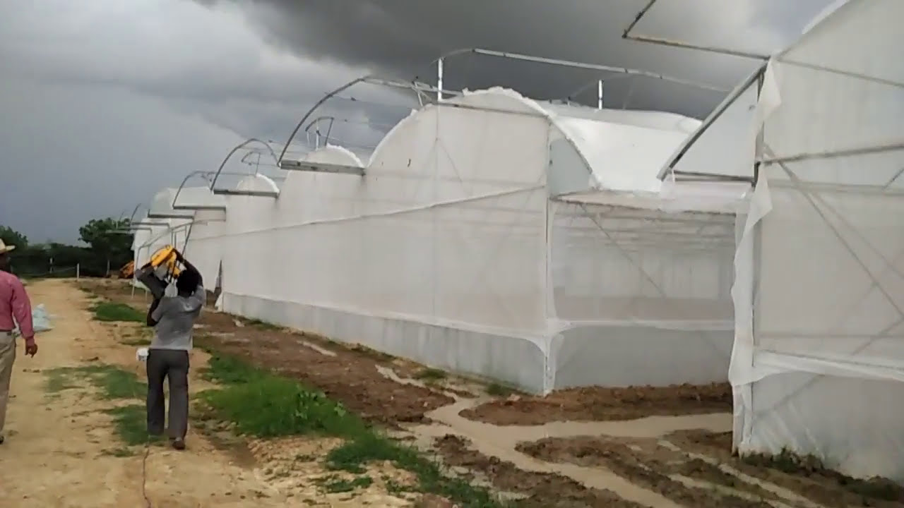 New butterfly design of Polyhouse From Govindgreenhouse Pune ...