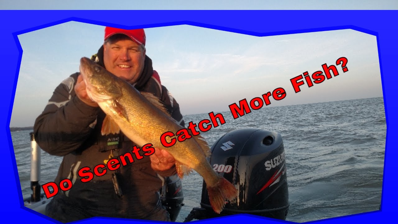Do Scents Catch More Walleye - Something smells fishy - fishing scents ...