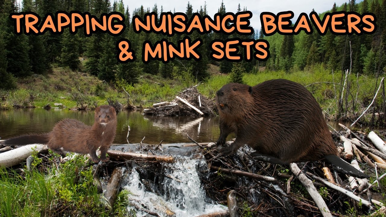 Trapping Nuisance Beaver And Making Mink Sets - YouTube