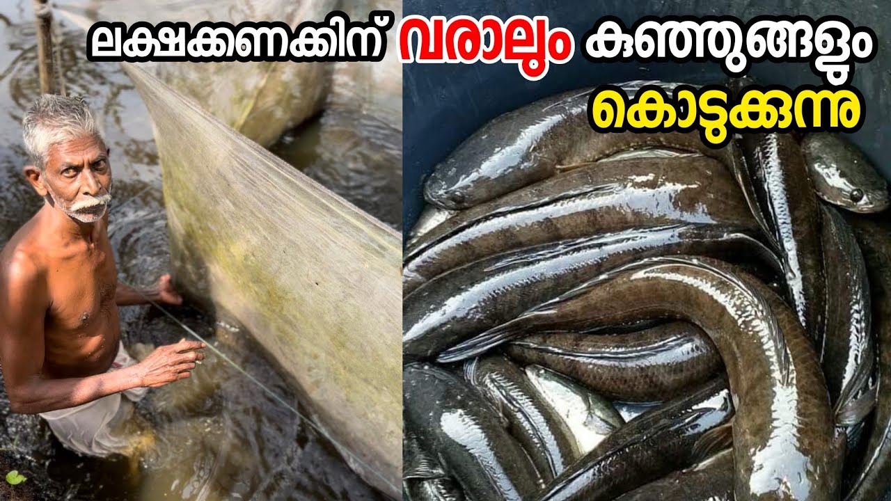 ലക്ഷകണക്കിന് വരാലുകൾ ഈ ഫാമിലുണ്ട് | Varal Krishi Malayalam | Snake Head ...