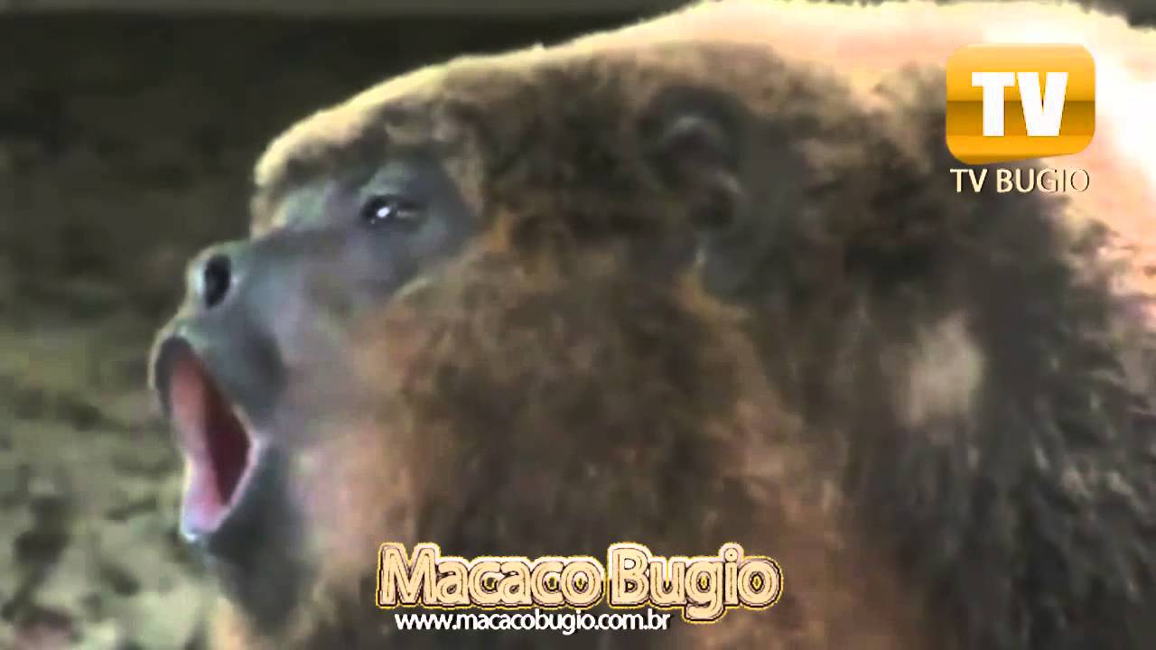 Macaco Bugio o Macaco que Grita! - YouTube