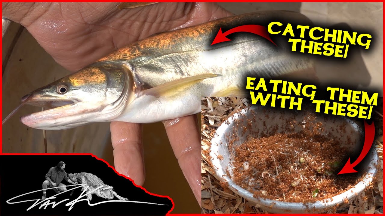 Catching weird TROPICAL FISH and eating them with ANTS! - Dāv Kaufman ...