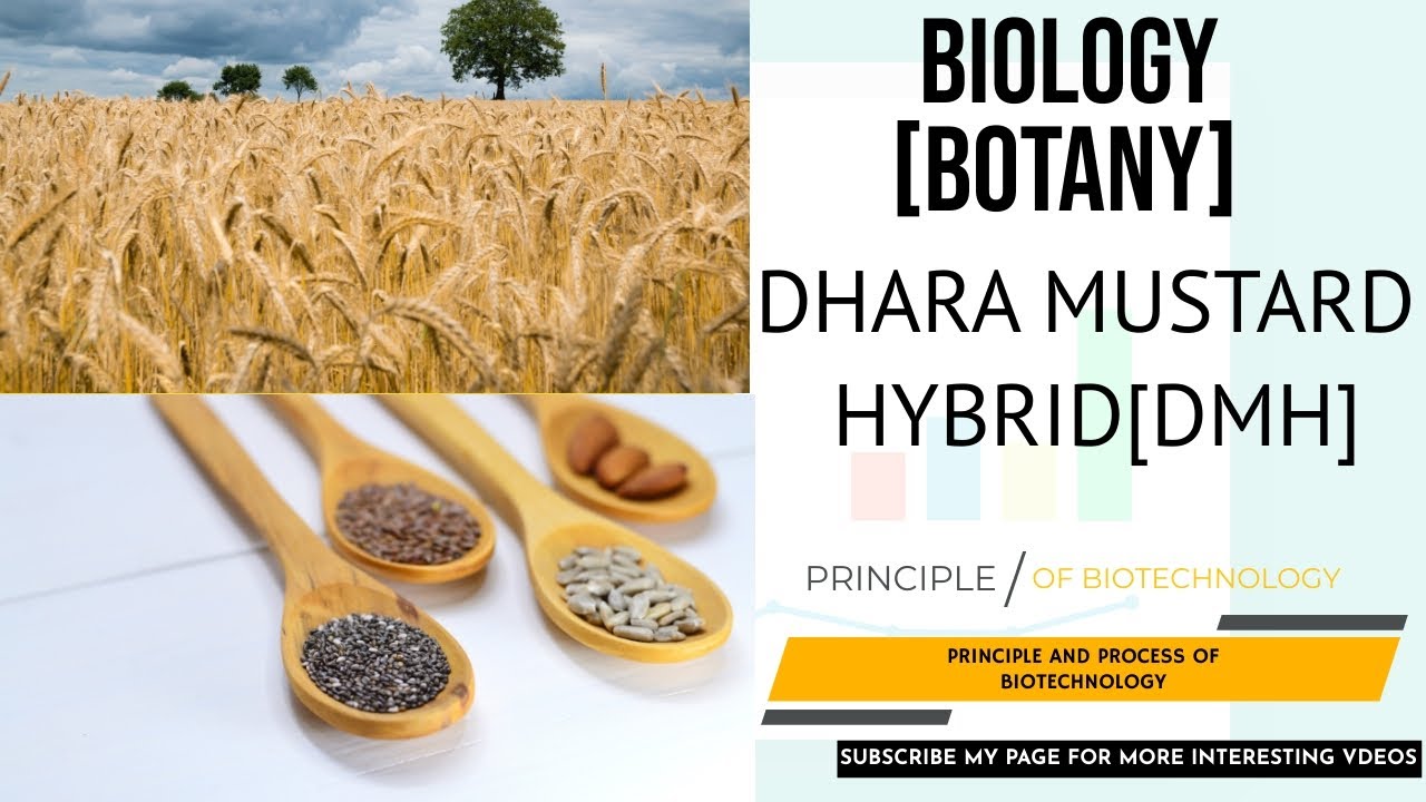 DHARA MUSTARD HYBRID (DMH) SIGNIFICANCE/BOTANY/BIOLOGY/PRINCIPLE AND ...