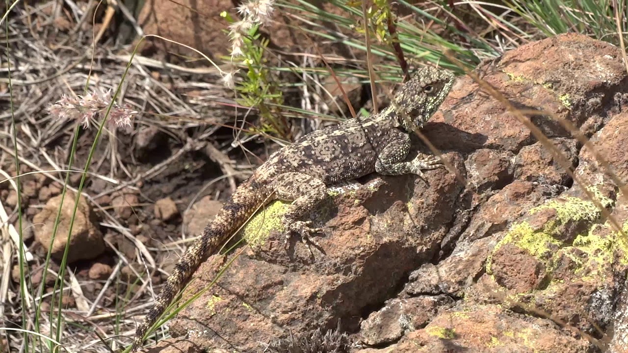 Ribbok Hike (Golden Gate) March 2018 - YouTube